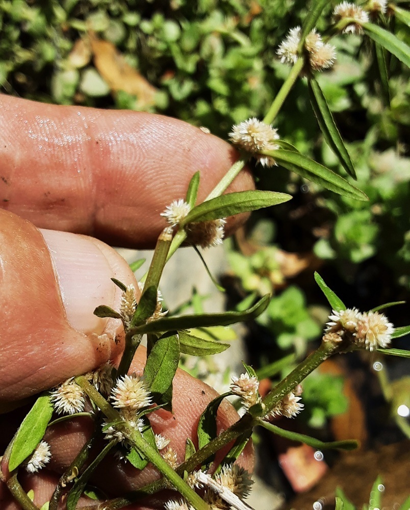 Lesser Joyweed from Lidsdale State Forest, Rydal NSW 2845, Australia on ...