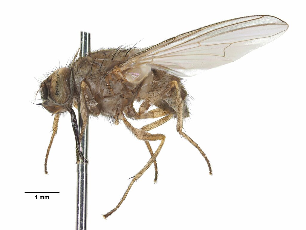 Stomoxys indicus from XH5J+2H 日本、大阪府高槻市 on October 29, 2021 at 07:56 AM ...