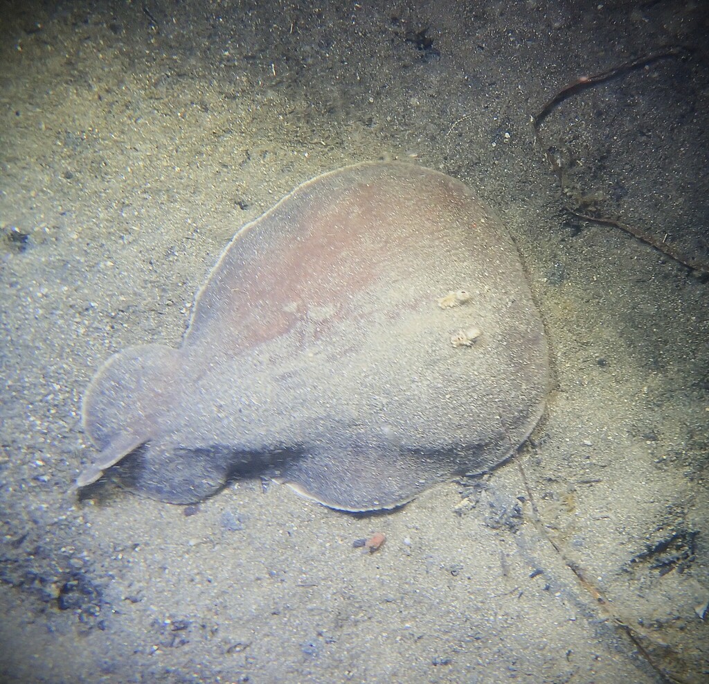 Coffin Ray from Sydney NSW, Australia on March 4, 2025 at 08:12 PM by ...