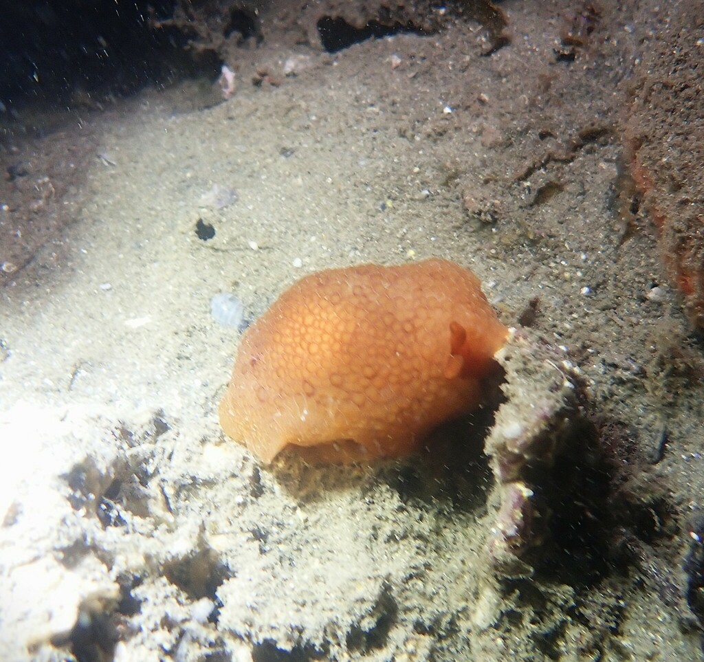 Peron's Pleurobranch from Sydney NSW, Australia on March 4, 2025 at 08: ...