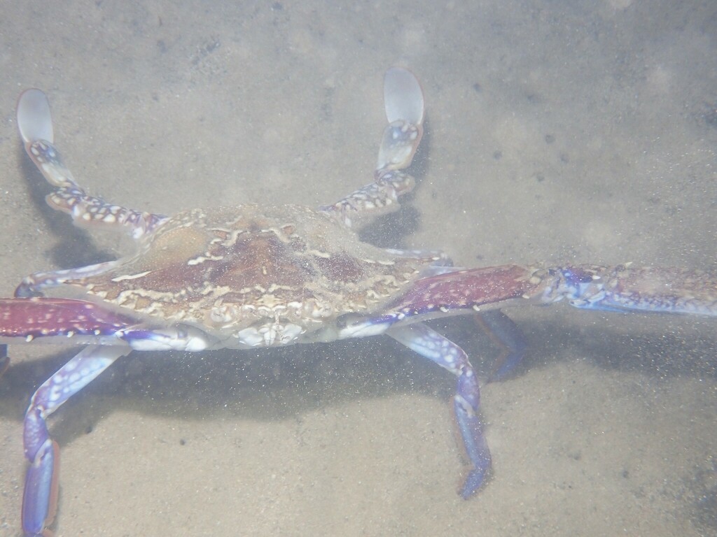 Australian Blue Swimmer Crab from Sydney NSW, Australia on March 4 ...