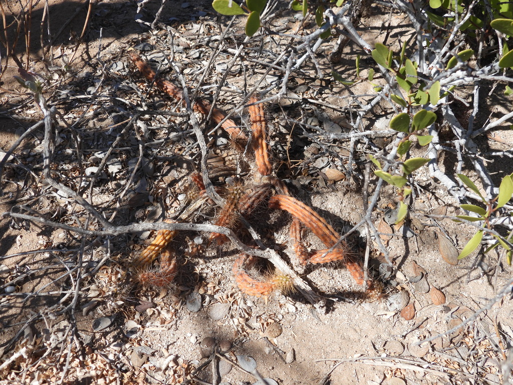 Octopus Cactus in January 2025 by tolotornis · iNaturalist