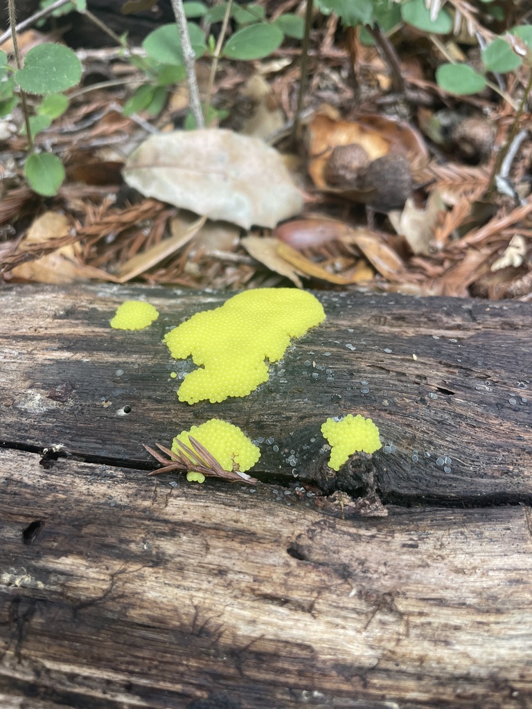 true slime molds from The Forest of Nisene Marks, The Forest of Nisene ...