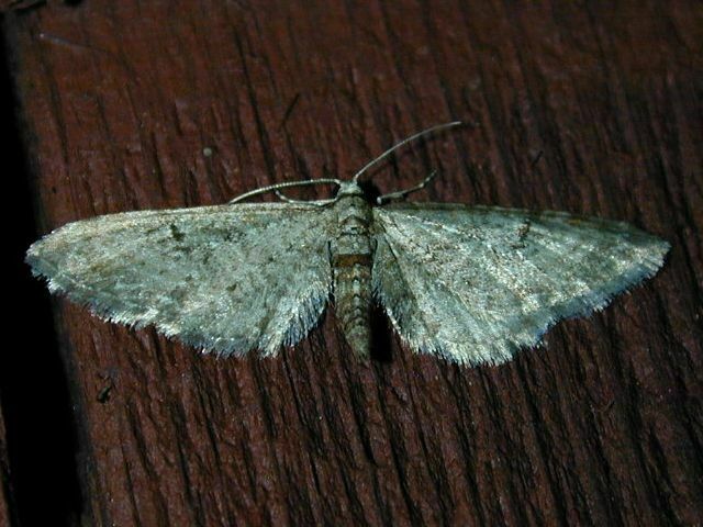 Eupithecia swettii from Bill Paterson Nature Center, Muttontown ...