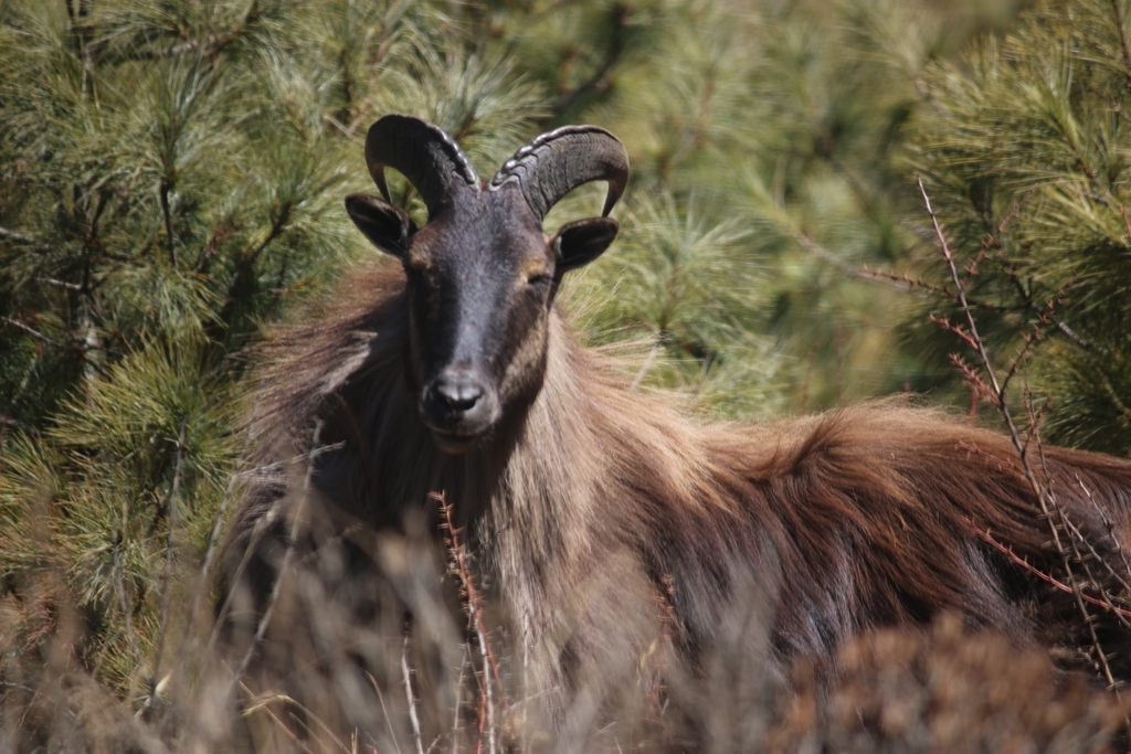 Himalayan Tahr (Hemitragus jemlahicus) - Know Your Mammals