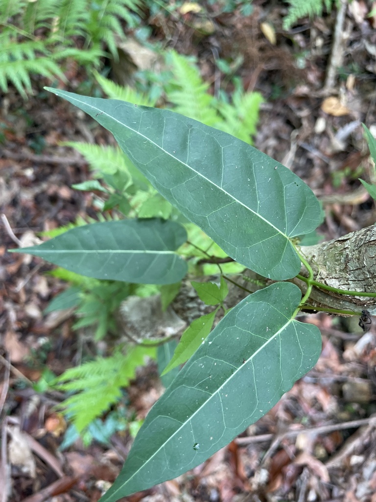 Common Milk Vine from Sunshine Coast Hinterland Great Walk, North ...