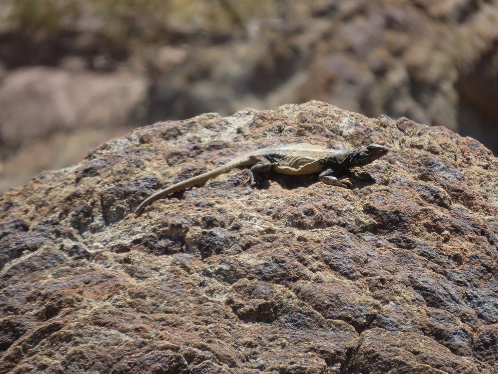 Common Chuckwalla from Palm Springs, CA, USA on March 04, 2025 at 01:27 ...