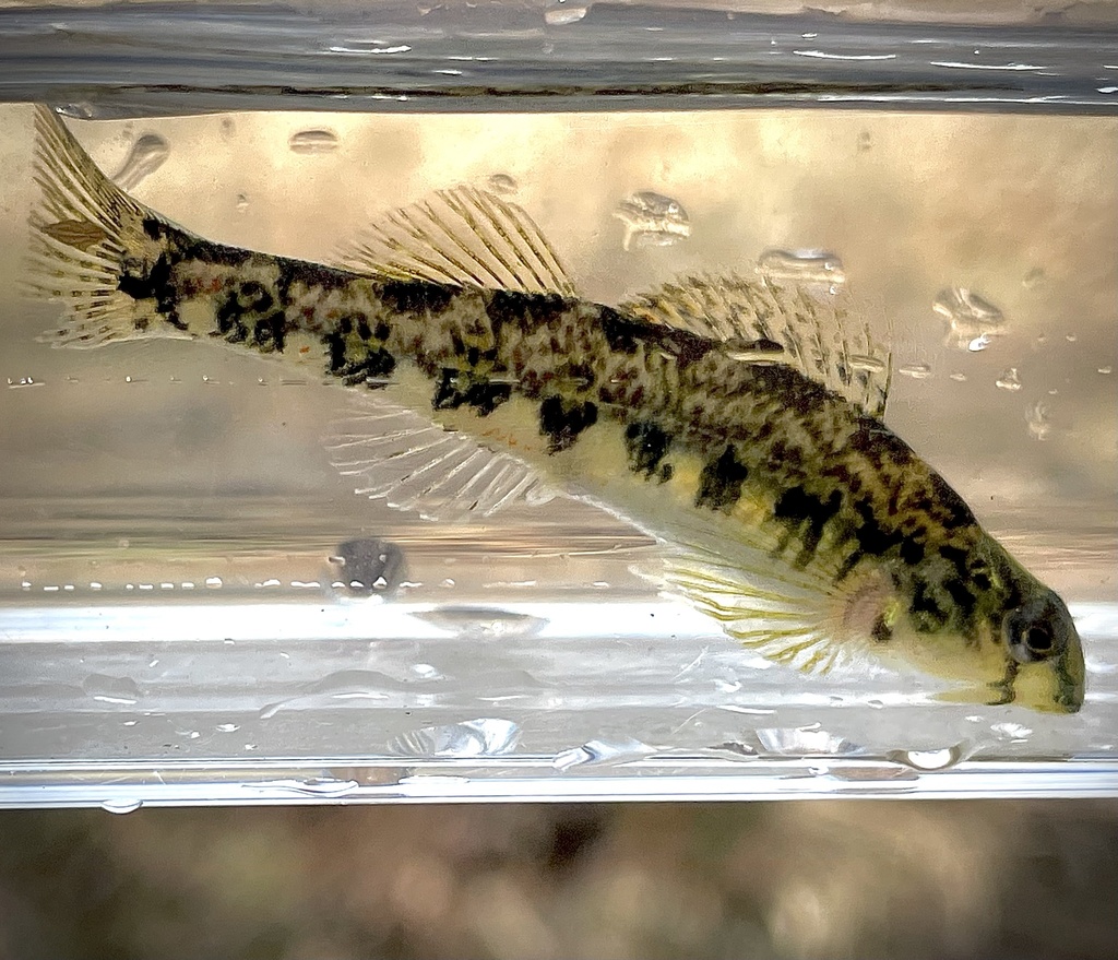 Alabama Darter from Tannehill Rd, McCalla, AL, US on March 4, 2025 at ...