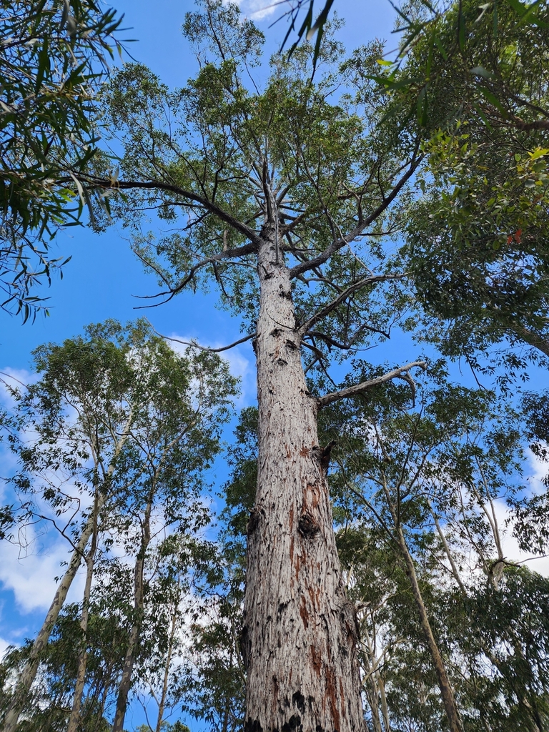 Yellow Stringybark from Kianga NSW 2546, Australia on March 5, 2025 at ...