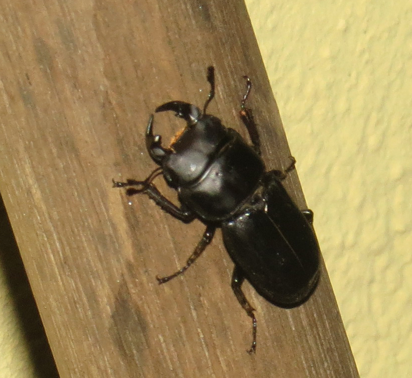 Dorcus musimon from Olbia-Tempio, Italien on August 3, 2019 at 09:05 PM ...
