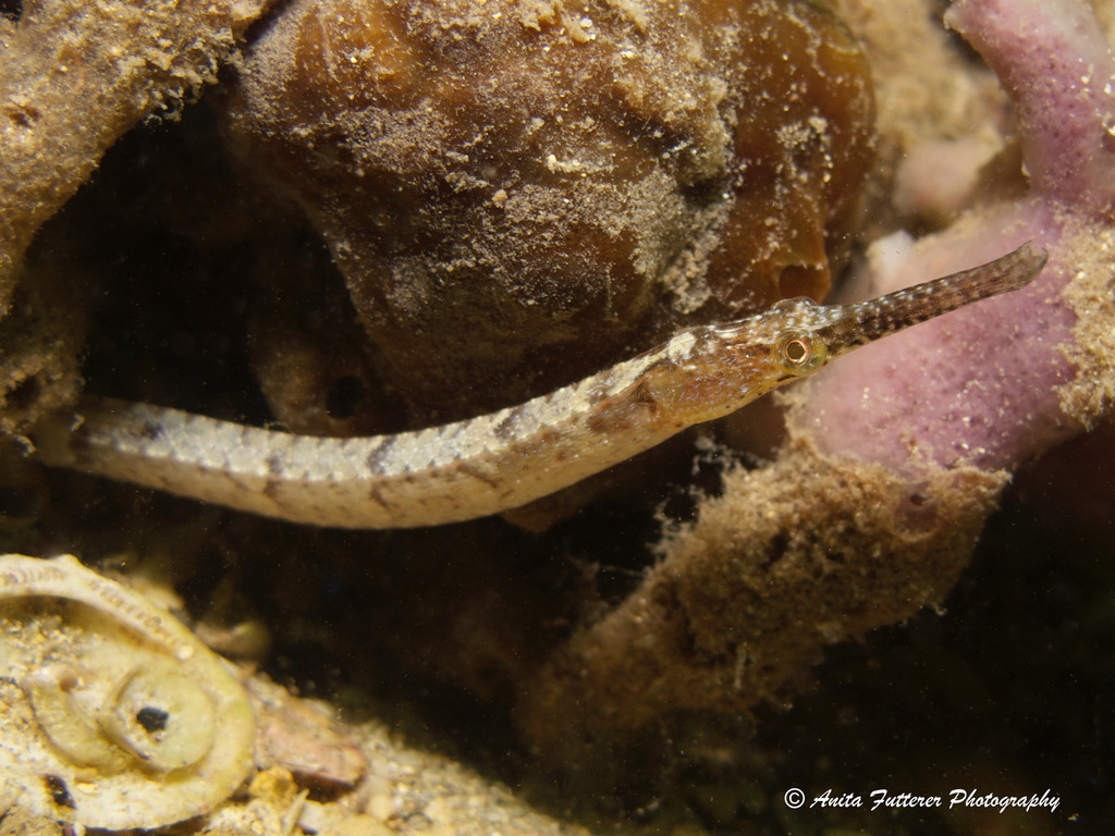 Longsnout Pipefish (Edithburgh Fishlist) · iNaturalist