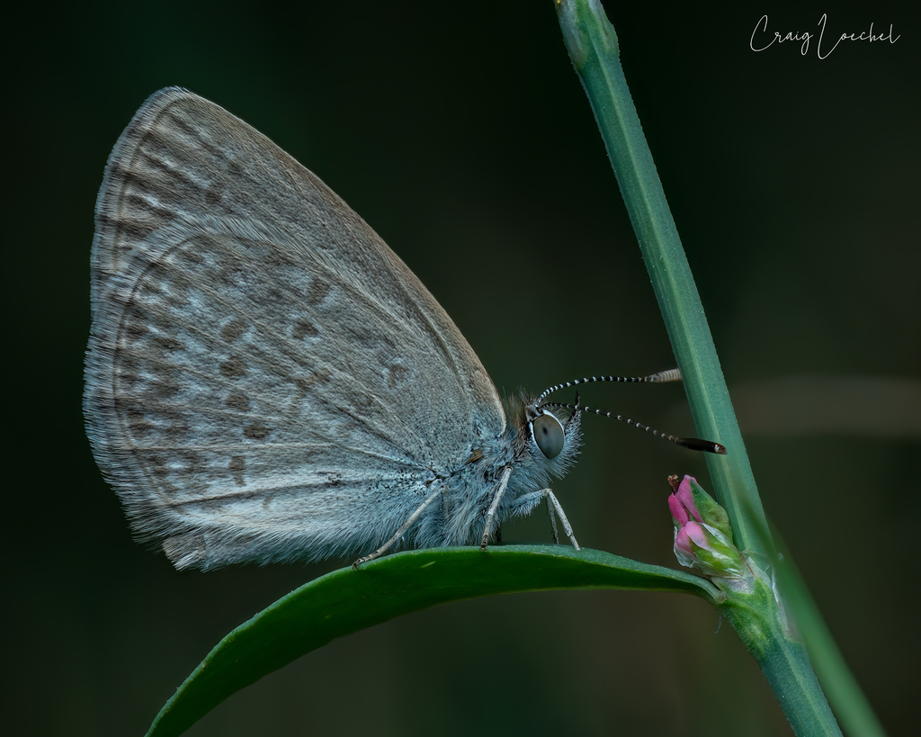 Lesser Grass Blue from Wodonga VIC, Australia on March 4, 2025 at 07:54 ...