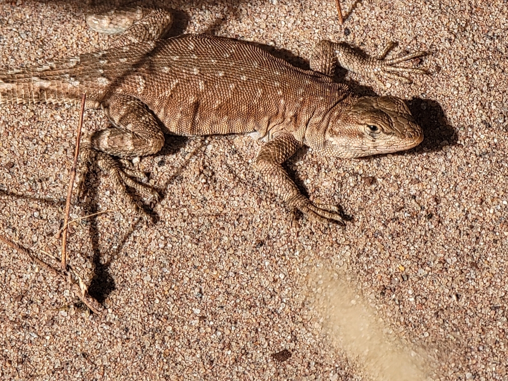 Common Side-blotched Lizard from Glen Canyon National Recreation Area ...