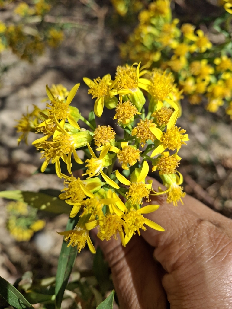 Willow Ragwort from 84344 Son., México on March 1, 2025 at 02:28 PM by ...
