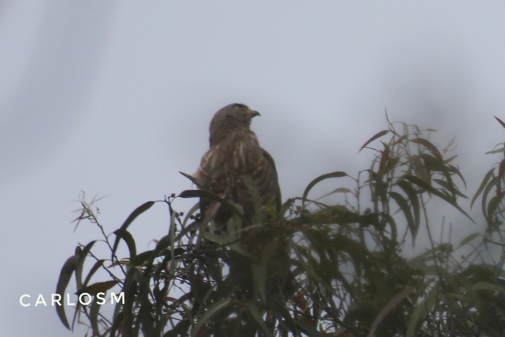 Roadside Hawk from Progreso Macuiltepetl, 91130 Xalapa-Enríquez, Ver ...