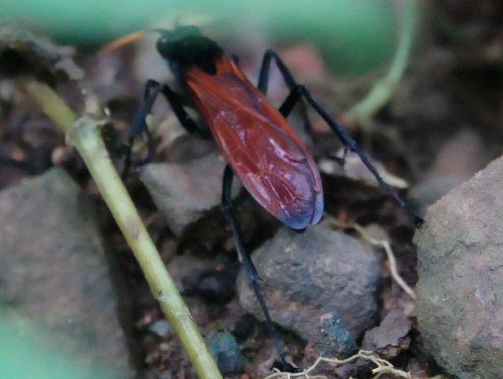 Milde's Tarantula-hawk Wasp from San José Province, Pérez Zeledón ...