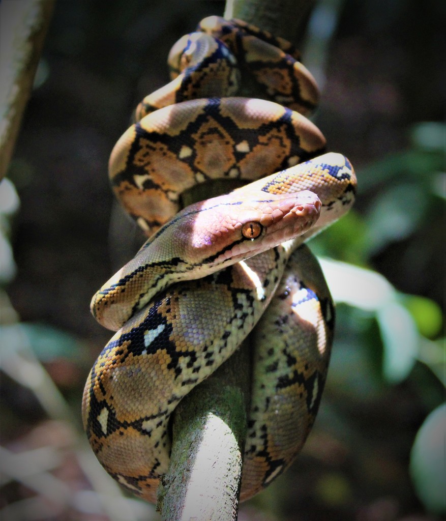 Reticulated Python from South Sangatta, Kutai Timur, East Kutai Regency ...
