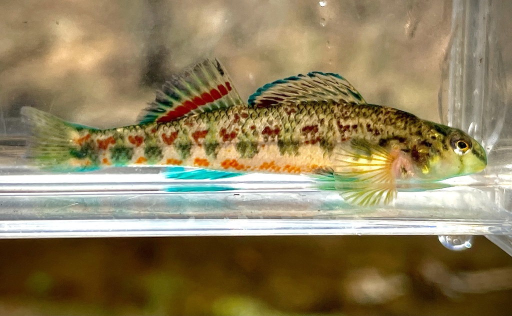 Alabama Darter from Tuscaloosa County, US-AL, US on March 4, 2025 at 12 ...
