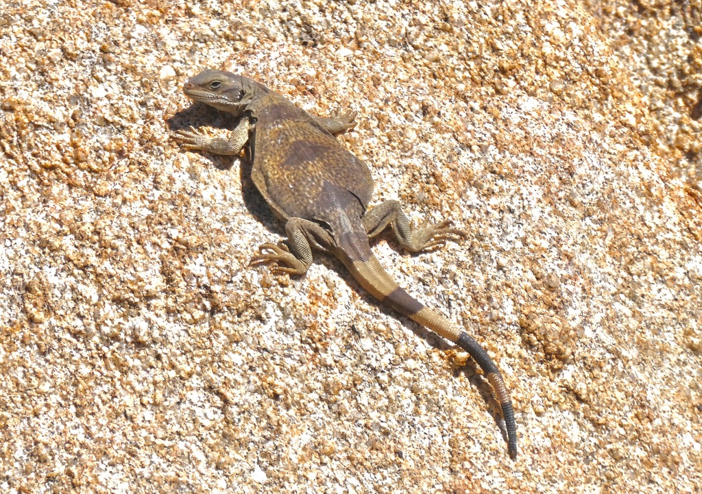 Common Chuckwalla from Imperial, CA, US on March 04, 2025 at 01:14 PM ...