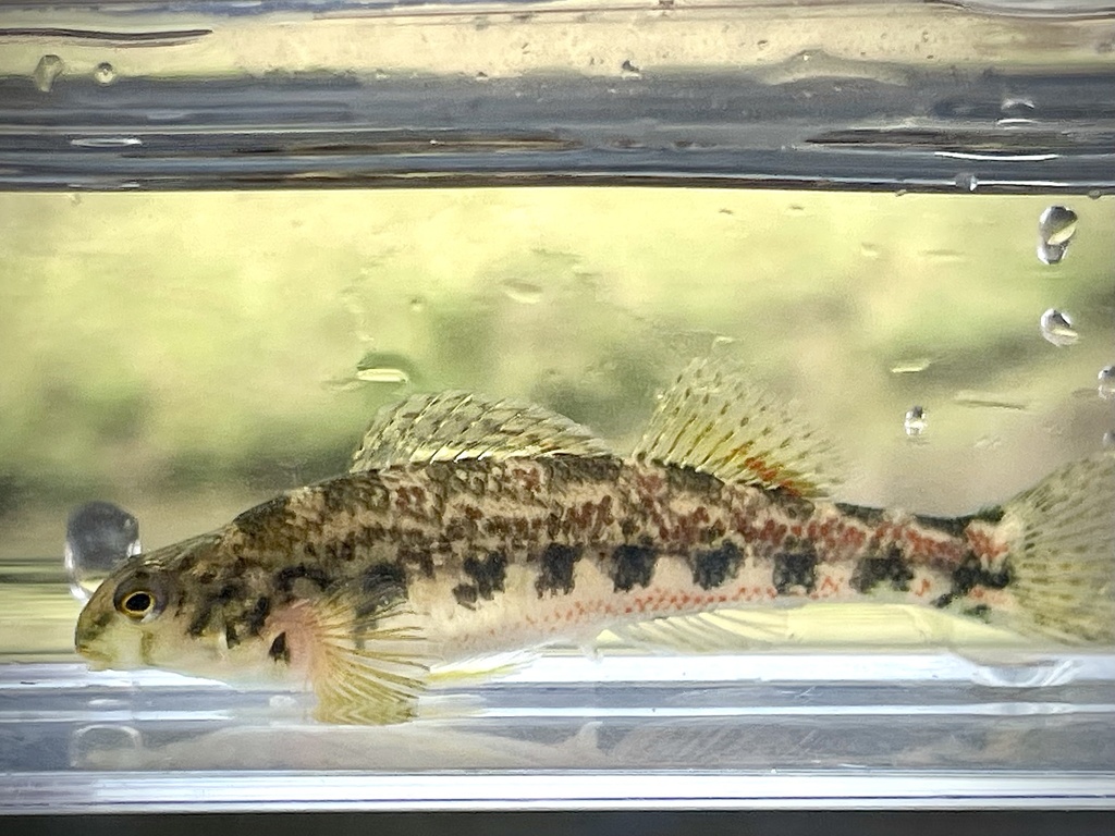 Alabama Darter from Tannehill Ironworks Historical State Park, McCalla ...