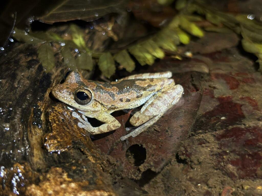Drab Tree Frog from Balsa, Provincia de Alajuela, Concepción, Costa Rica on March 3, 2025 at 08: ...