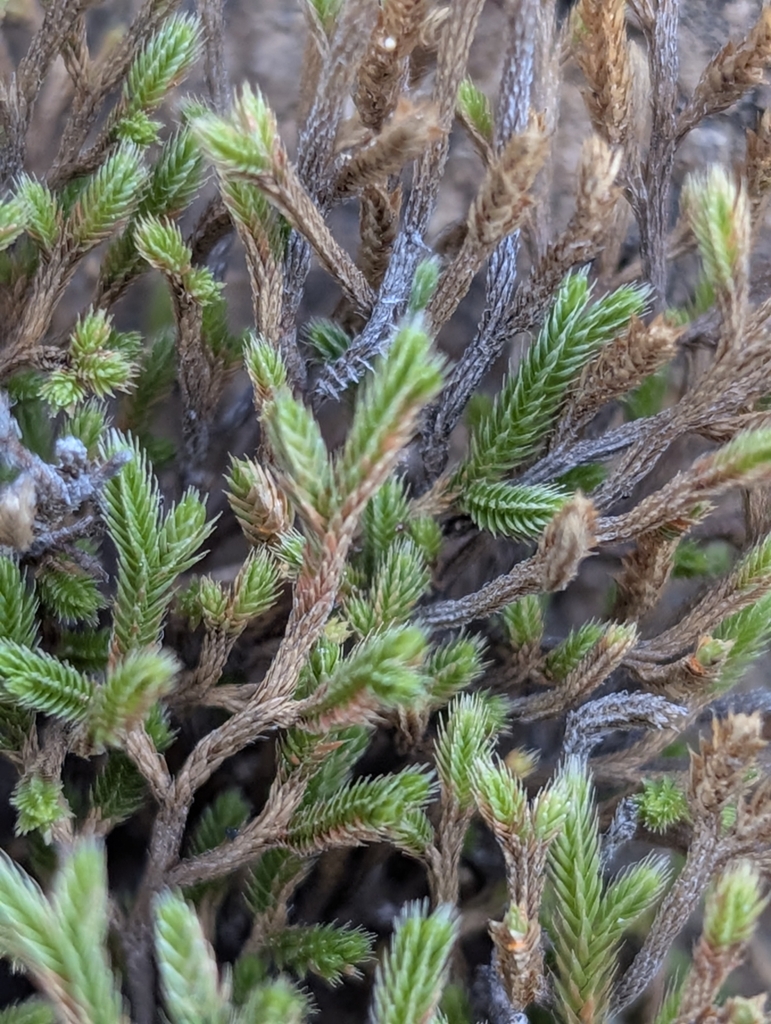 Bigelow's Spikemoss from Poway, CA, USA on March 4, 2025 at 05:13 PM by ...