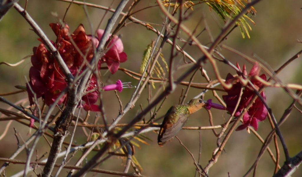 Colibrí Canelo desde Cihuatlán, Jal., México el 16 de enero de 2025 a ...
