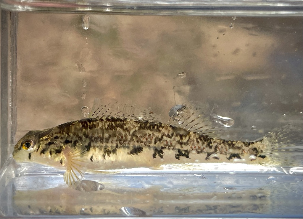 Alabama Darter from Schultz Springs Rd, West Blocton, AL, US on March 4 ...