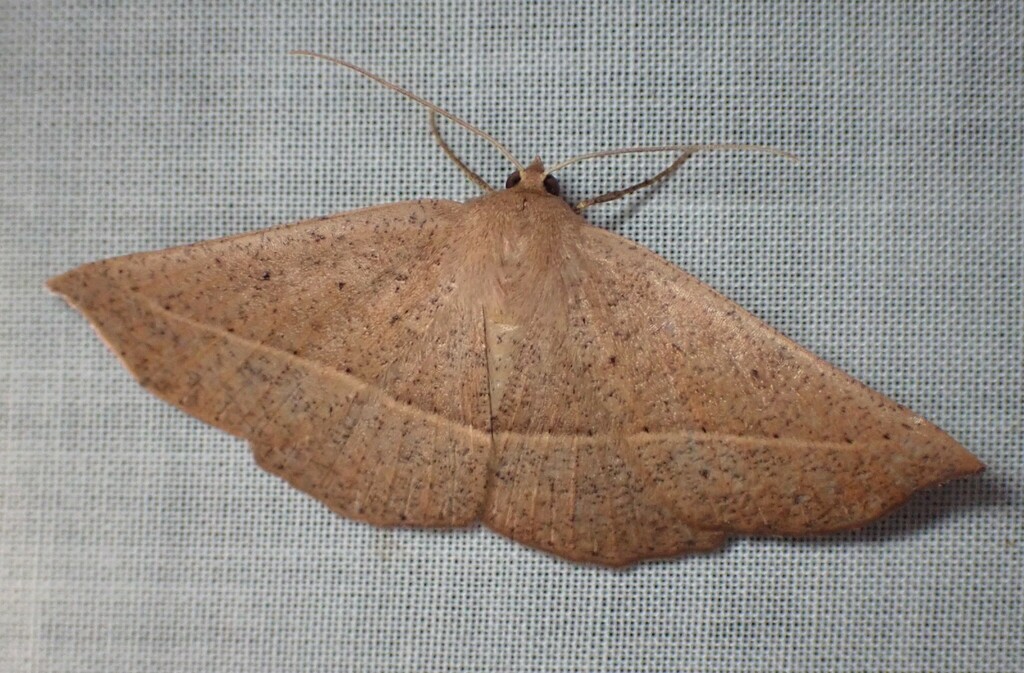Dry Leaf Looper Moth from 36 Woodlands Rd, Tuerong VIC 3915, Australia ...