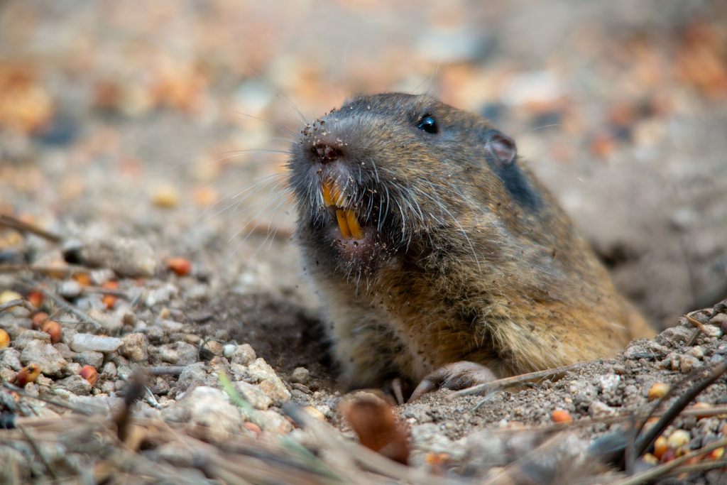 Botta's Pocket Gopher from Grant County, NM, USA on March 7, 2015 at 01 ...