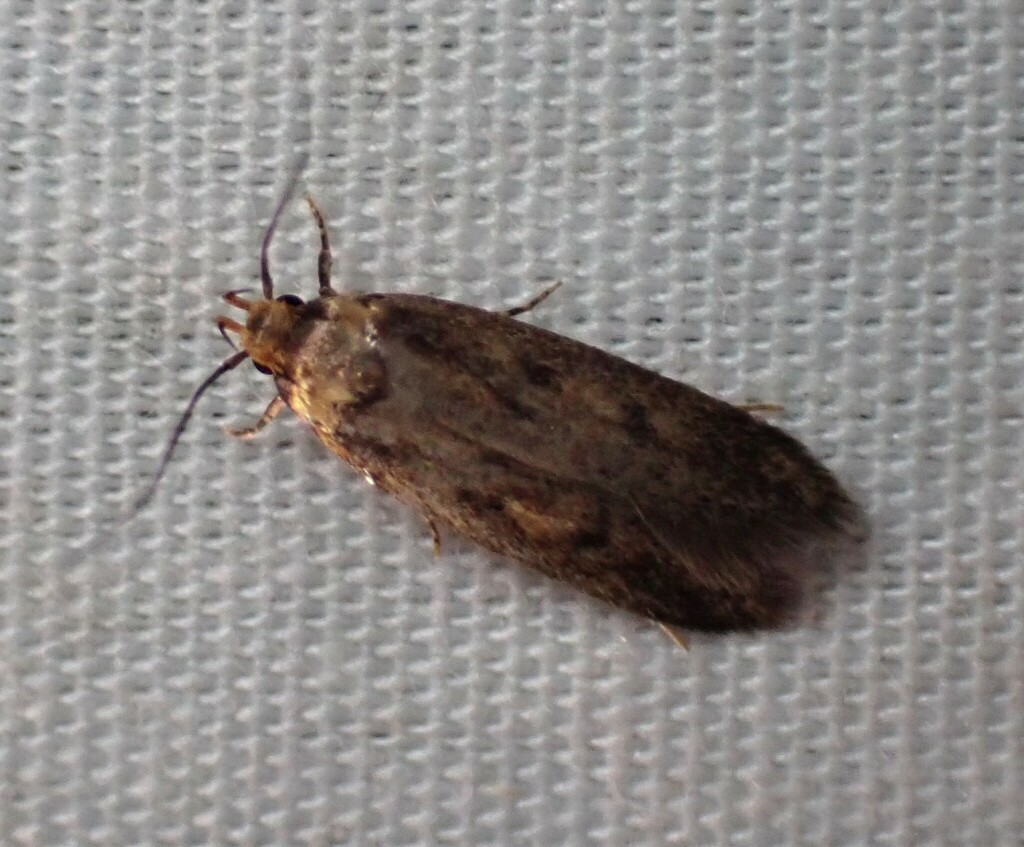 Brown House Moth from 36 Woodlands Rd, Tuerong VIC 3915, Australia on ...