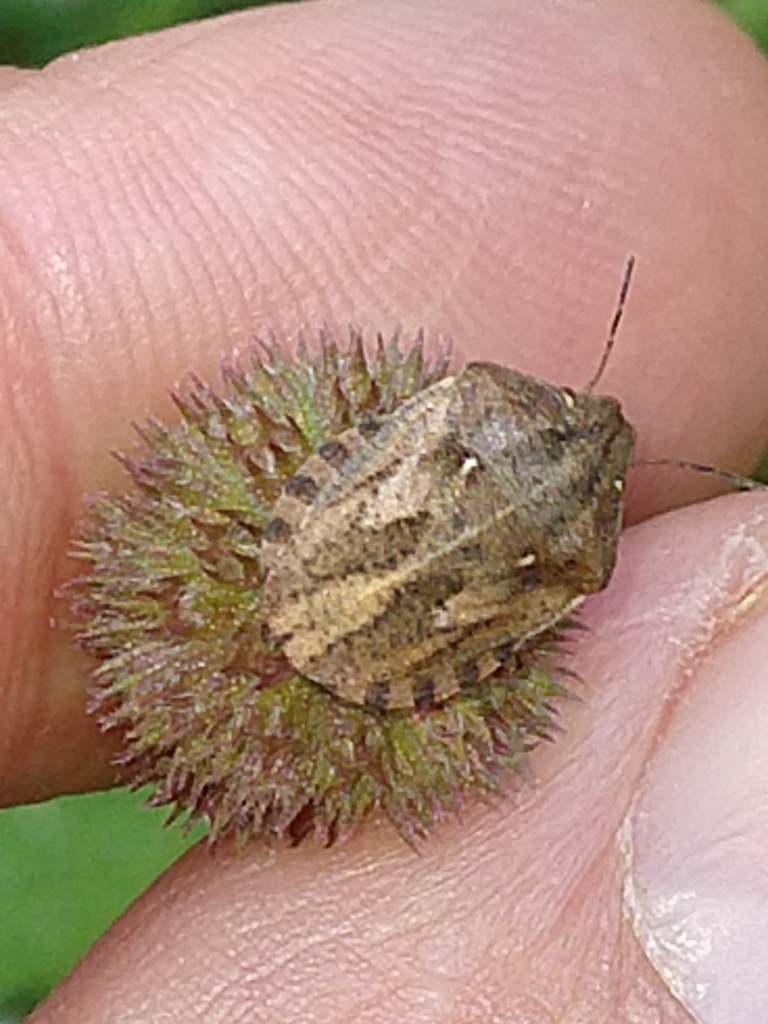 Tortoise Bug from 1860 Meise, Belgium on August 7, 2019 at 12:56 PM by ...