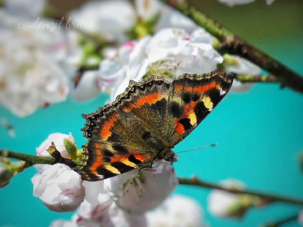 Indian Tortoiseshell from 5GHG+XVF, Chanatar, Rangpo, Sikkim 737132 ...