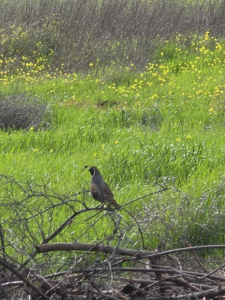 California Quail from Clayton, CA 94517, USA on March 4, 2025 at 02:43 ...