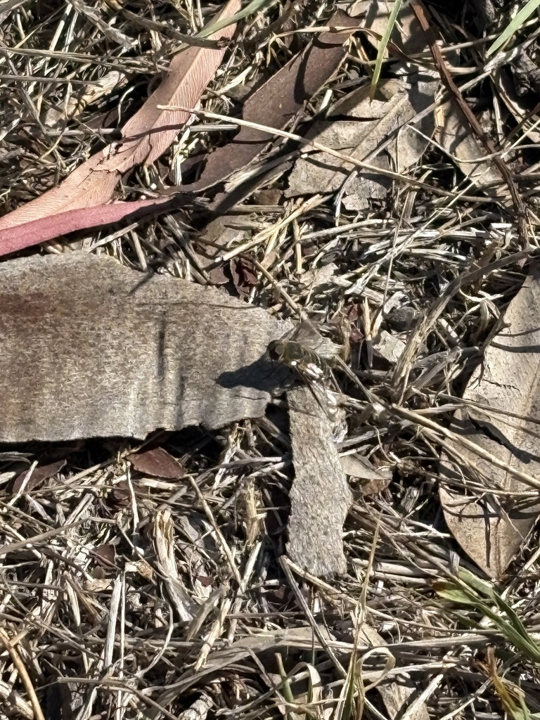 banded bee flies from Royal Park, Parkville, VIC, AU on March 5, 2025 ...