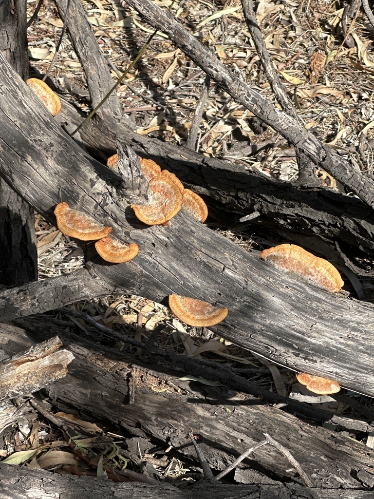 shelf fungi from Royal Park, Parkville, VIC, AU on March 5, 2025 at 04: ...