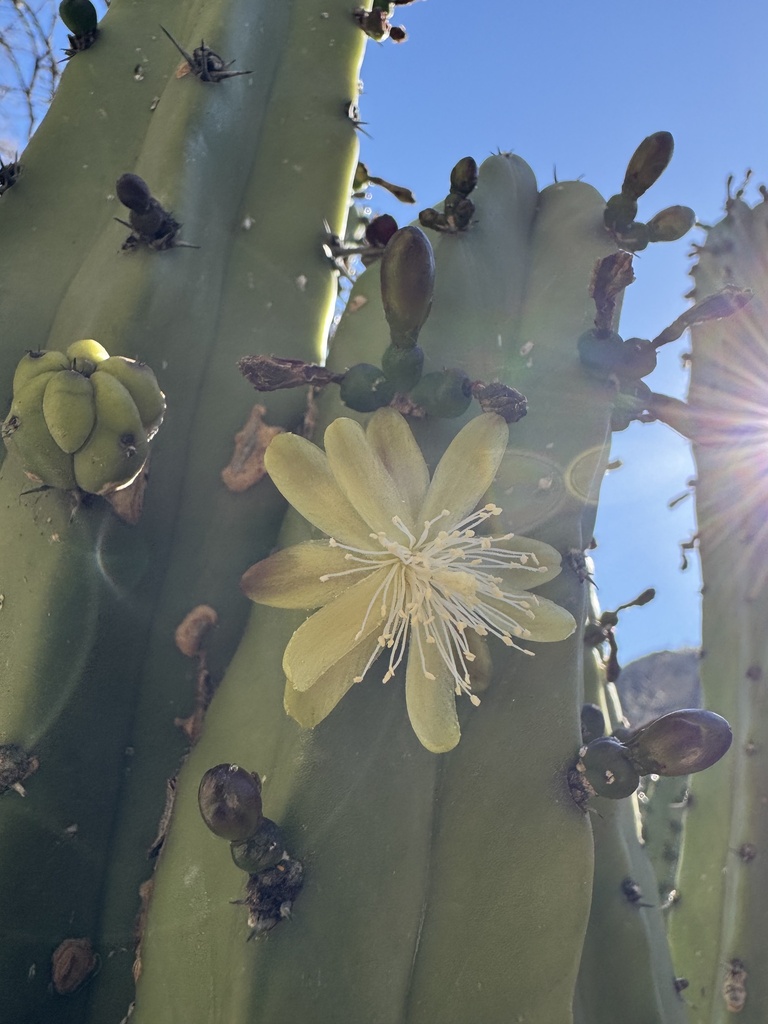 Blue Myrtle-cactus from León, Gto., MX on March 2, 2025 at 10:23 AM by ...
