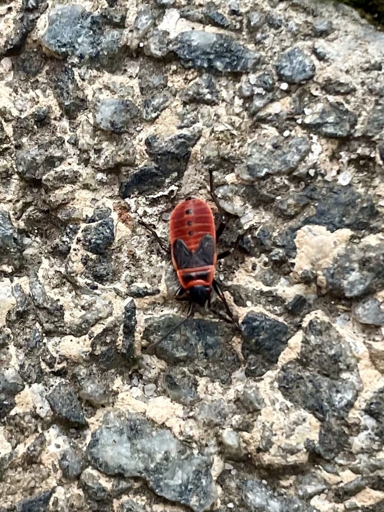 European Firebug from Lassallestraße, Mannheim, Baden-Württemberg, DE on August 26, 2023 at 07: ...