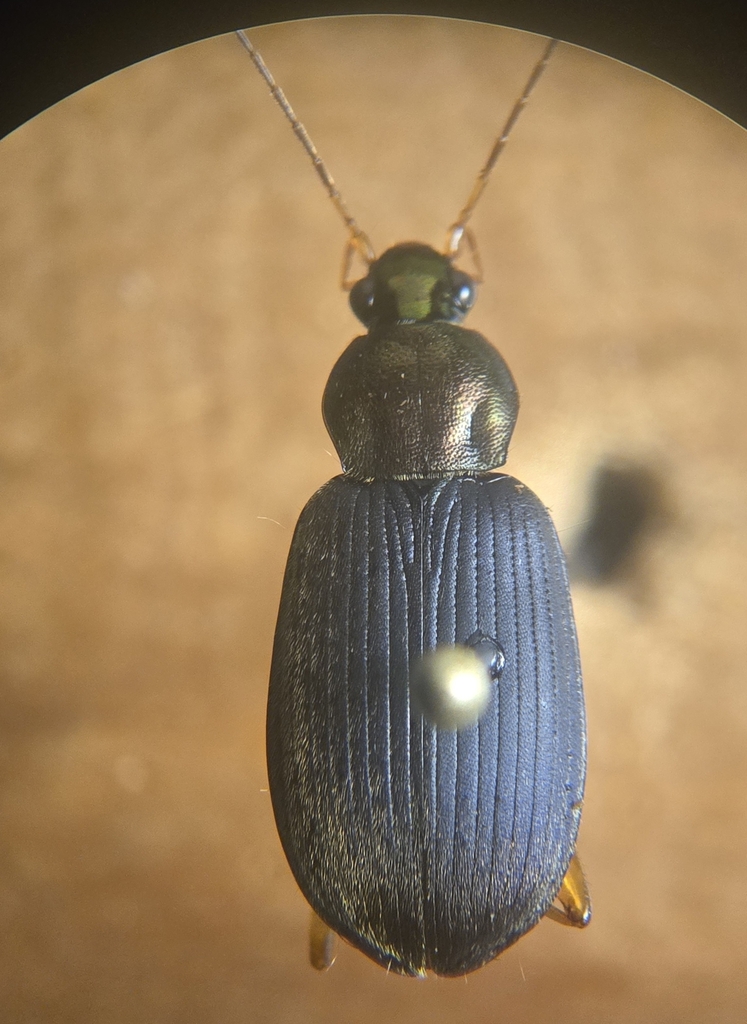 Chlaenius tricolor tricolor from Meadville, PA 16335, USA on March 4 ...