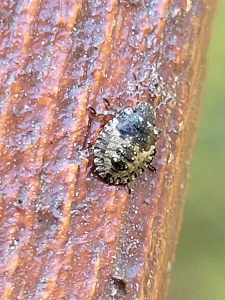 Forest Bug from Frankfurt-Süd, Deutschland on March 3, 2025 at 04:13 PM ...