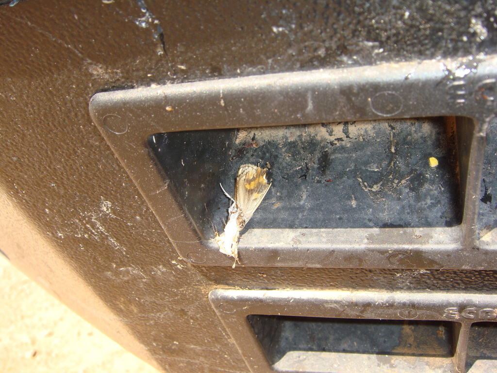 Synemon selene in March 2025 by Rose Berry. Somewhere out there on the ...