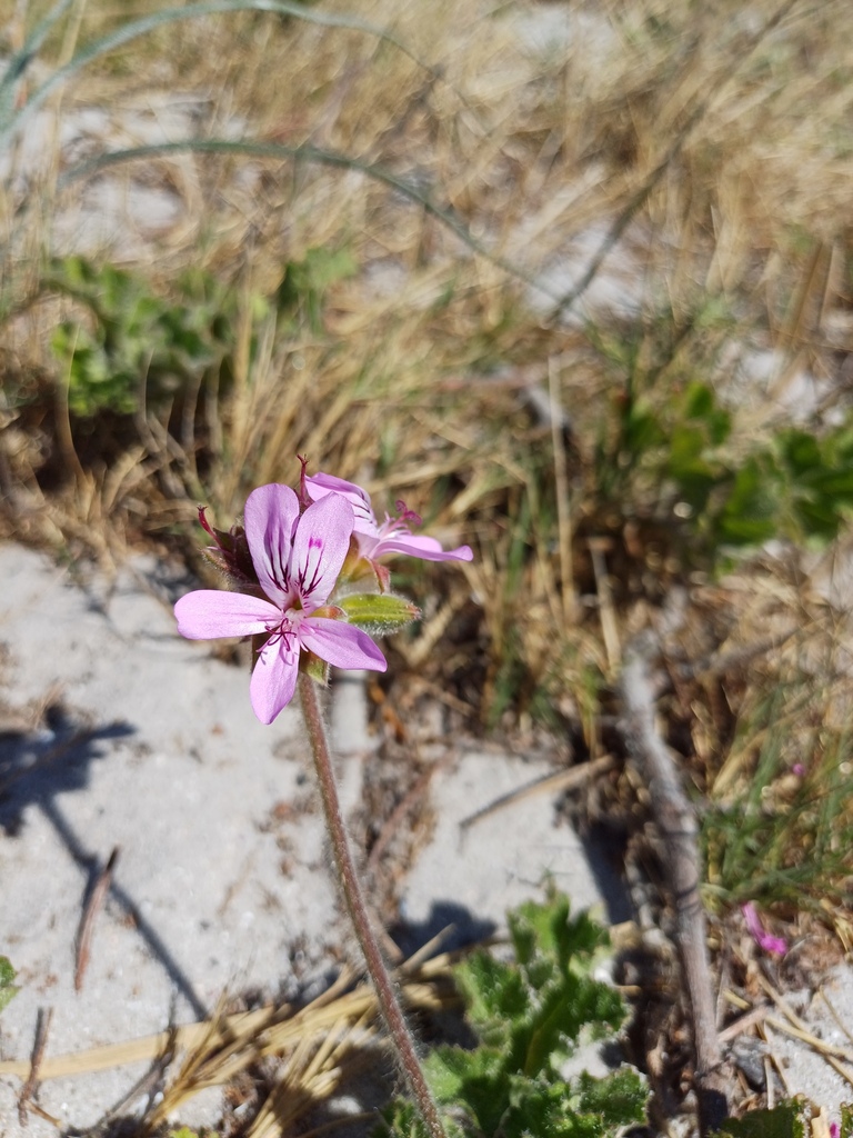 rose-scented geranium from Seawinds, Cape Town, 7945, South Africa on ...