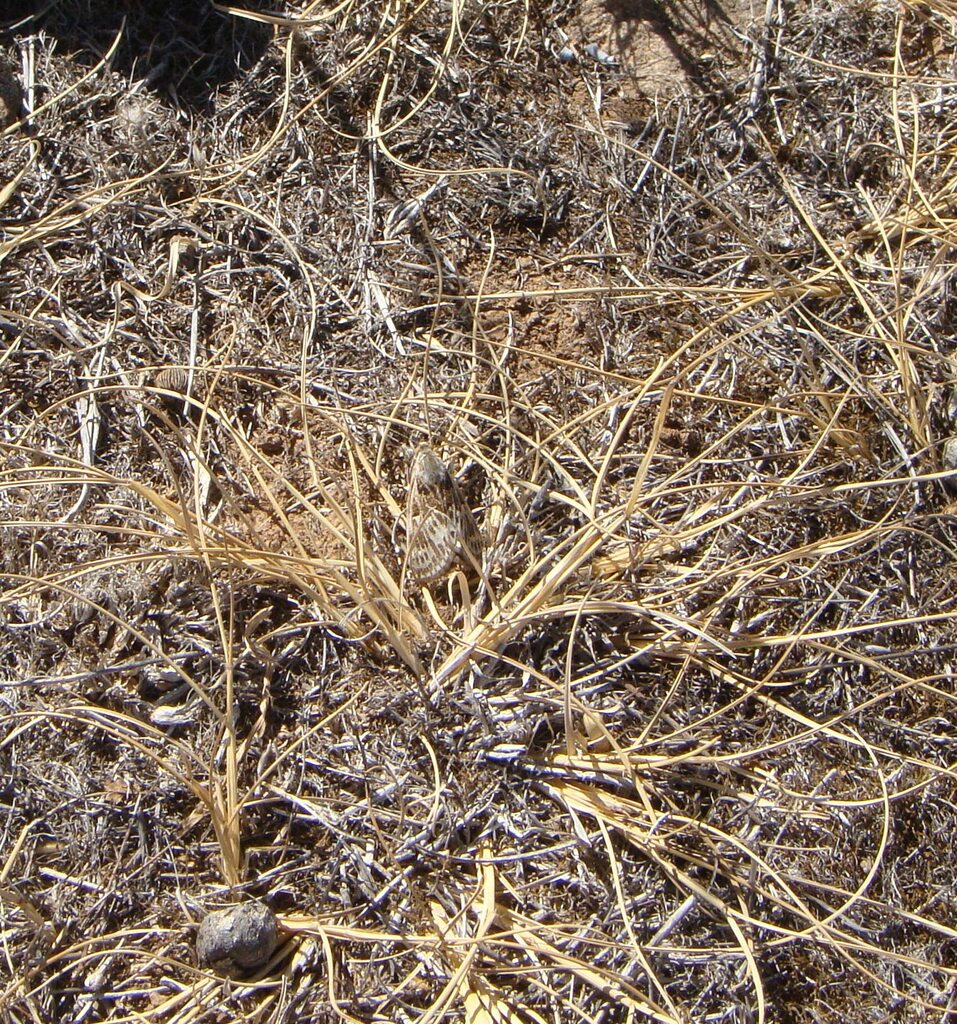 Synemon selene in March 2025 by Rose Berry · iNaturalist Australia