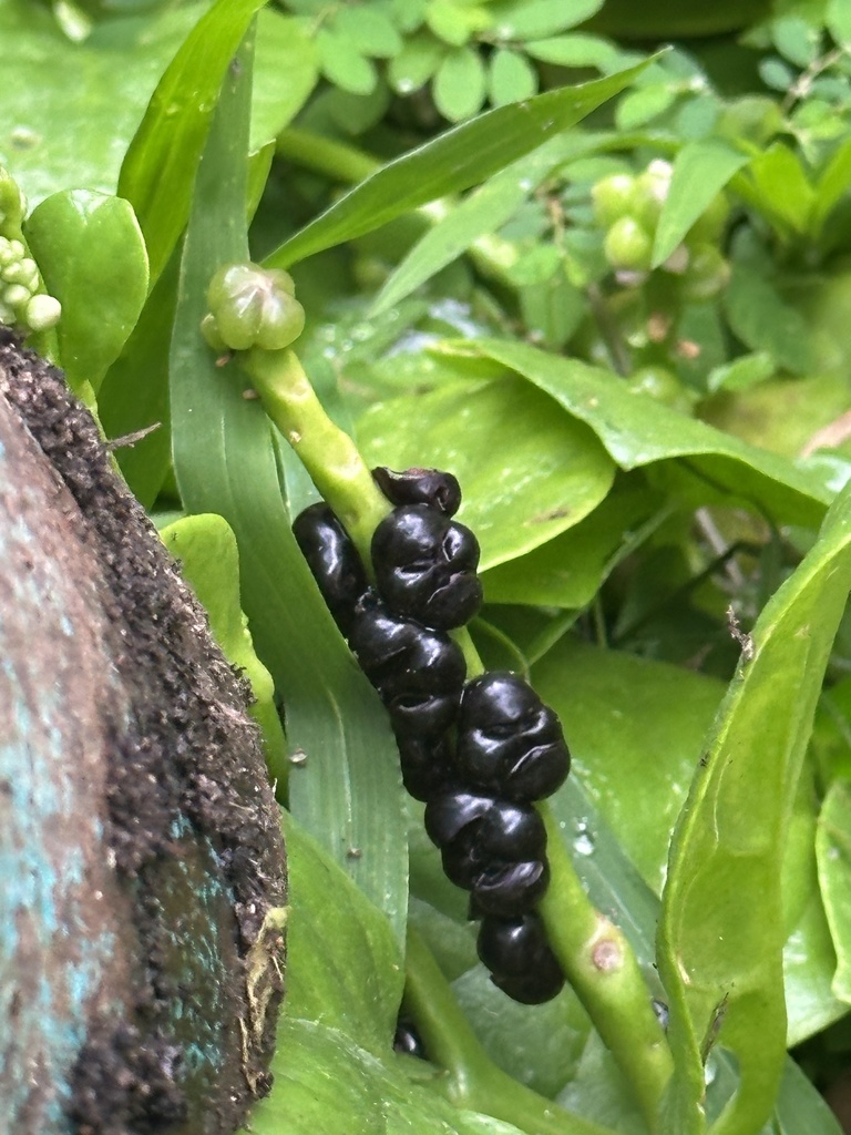 Malabar spinach from Sheng Kung Hui Tang Shiu Kin Secondary School, Wan ...