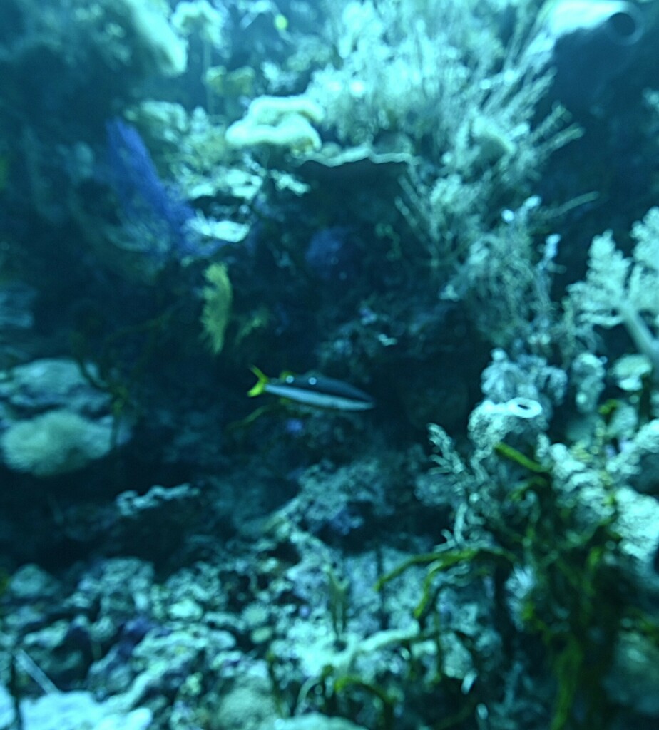 Twospot Snapper on February 28, 2025 at 01:52 PM by Graham Cleaver ...
