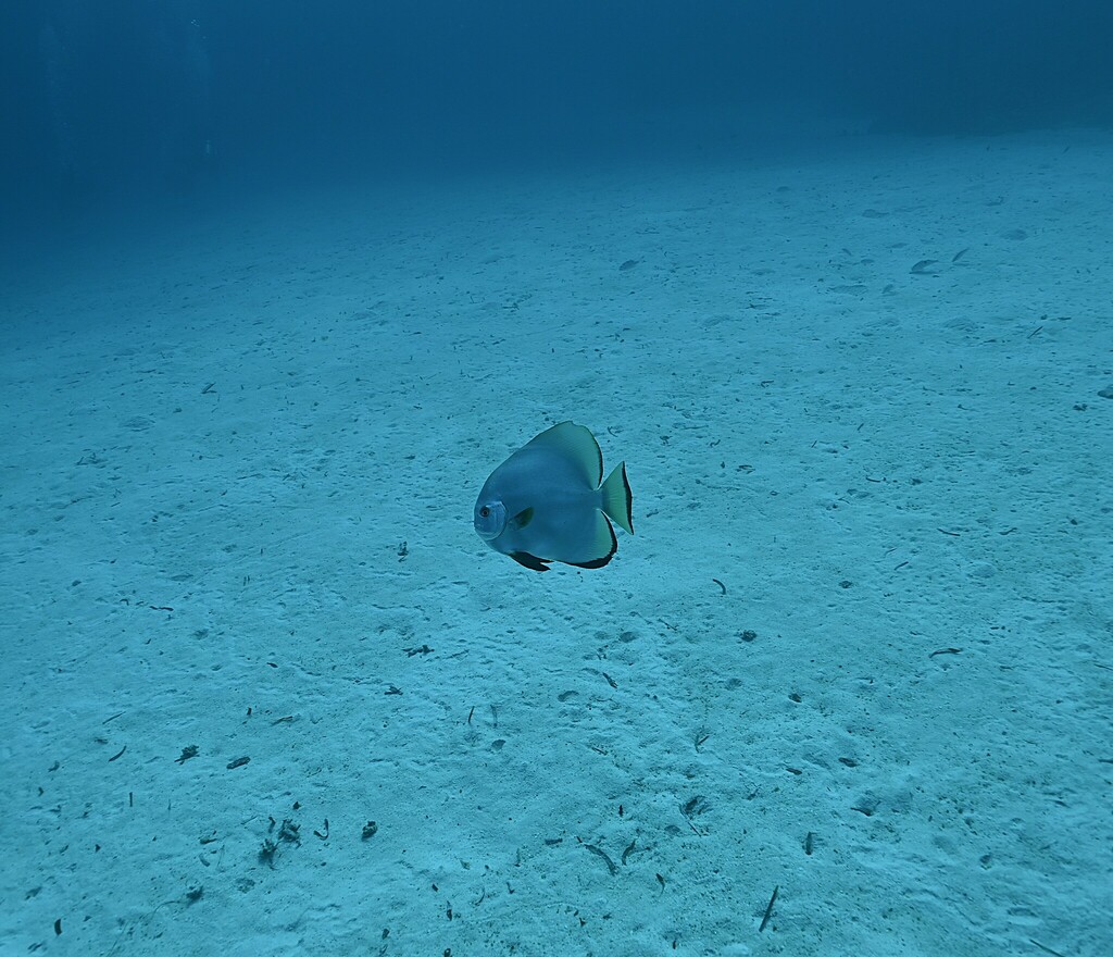 Golden Spadefish on March 1, 2025 at 11:23 AM by Graham Cleaver ...