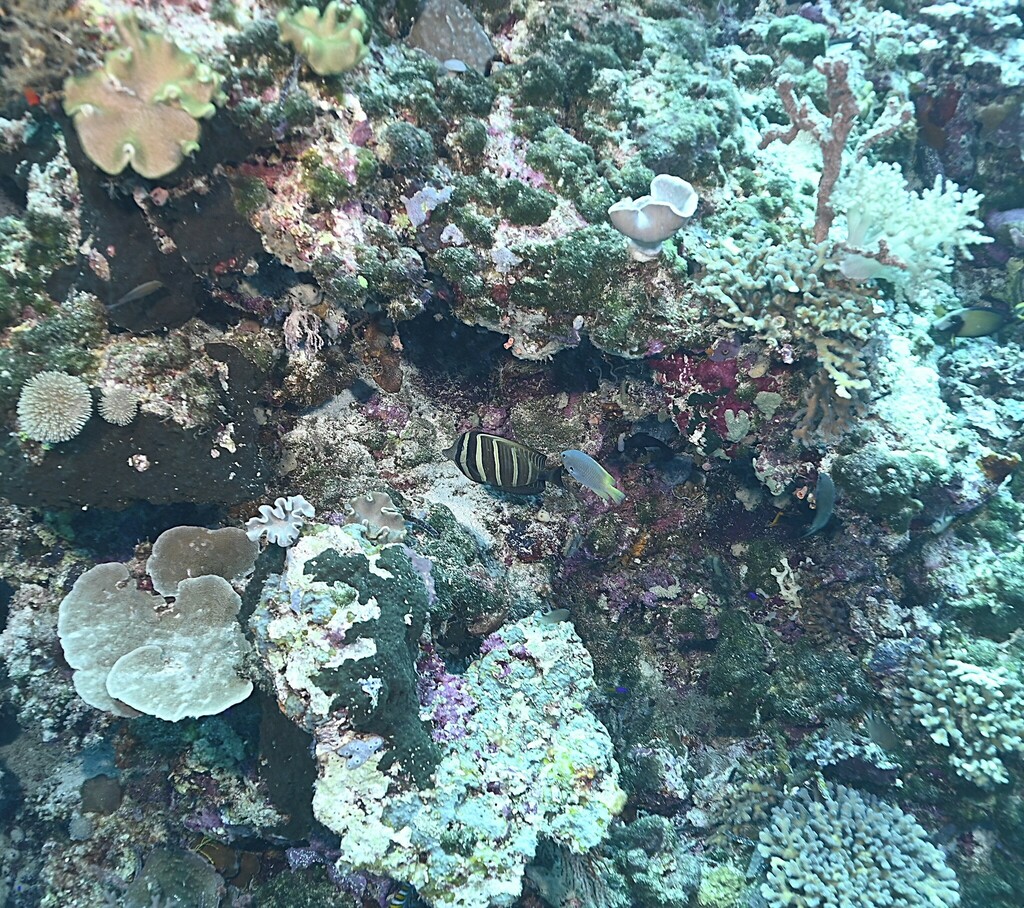 Ray-finned Fishes on March 1, 2025 at 01:49 PM by Graham Cleaver ...