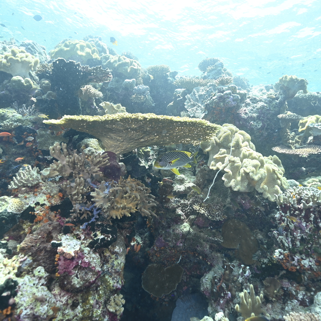 Ribbon Sweetlips on March 01, 2025 at 02:05 PM by Graham Cleaver ...