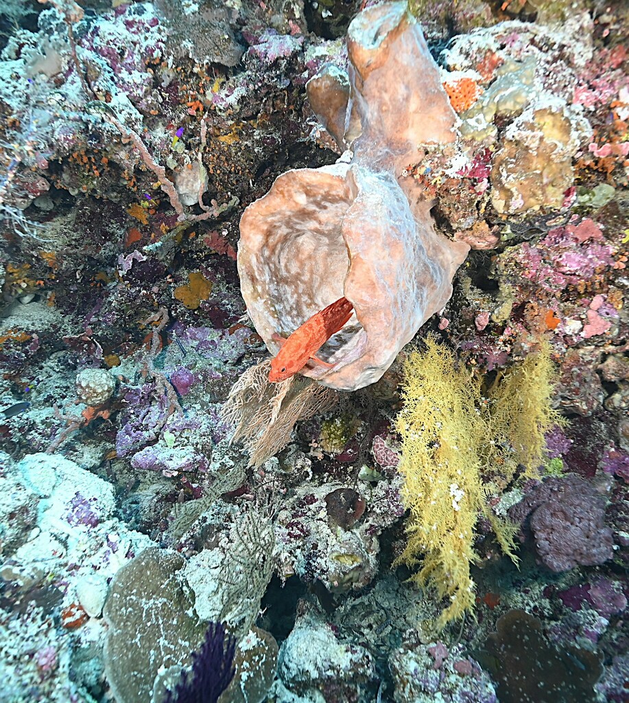 Strawberry Grouper from Sulawesi Tenggara, ID on March 01, 2025 at 06: ...