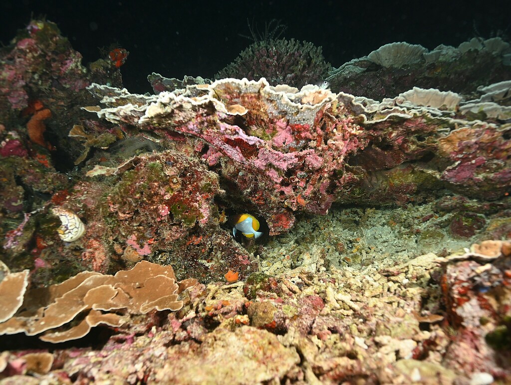 Pyramid Butterflyfish from Muna, ID-SG, ID on February 26, 2025 at 09: ...
